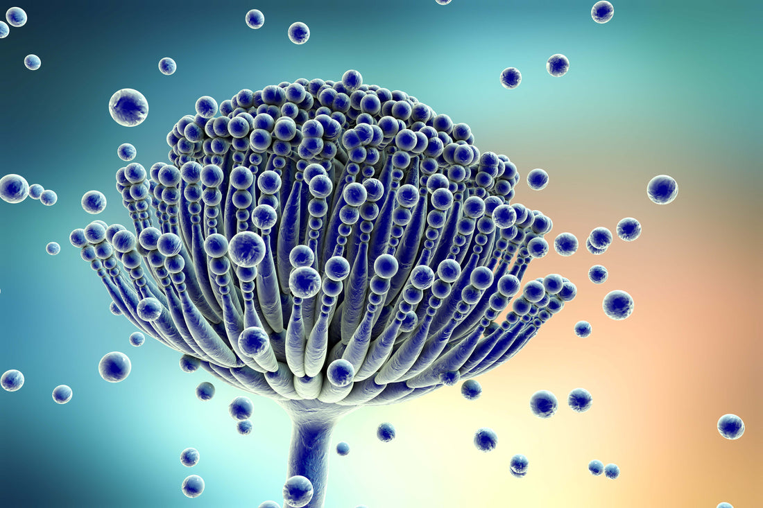 MycoTOX Profile® (Mold Exposure) – Mosaic Diagnostics: International ...